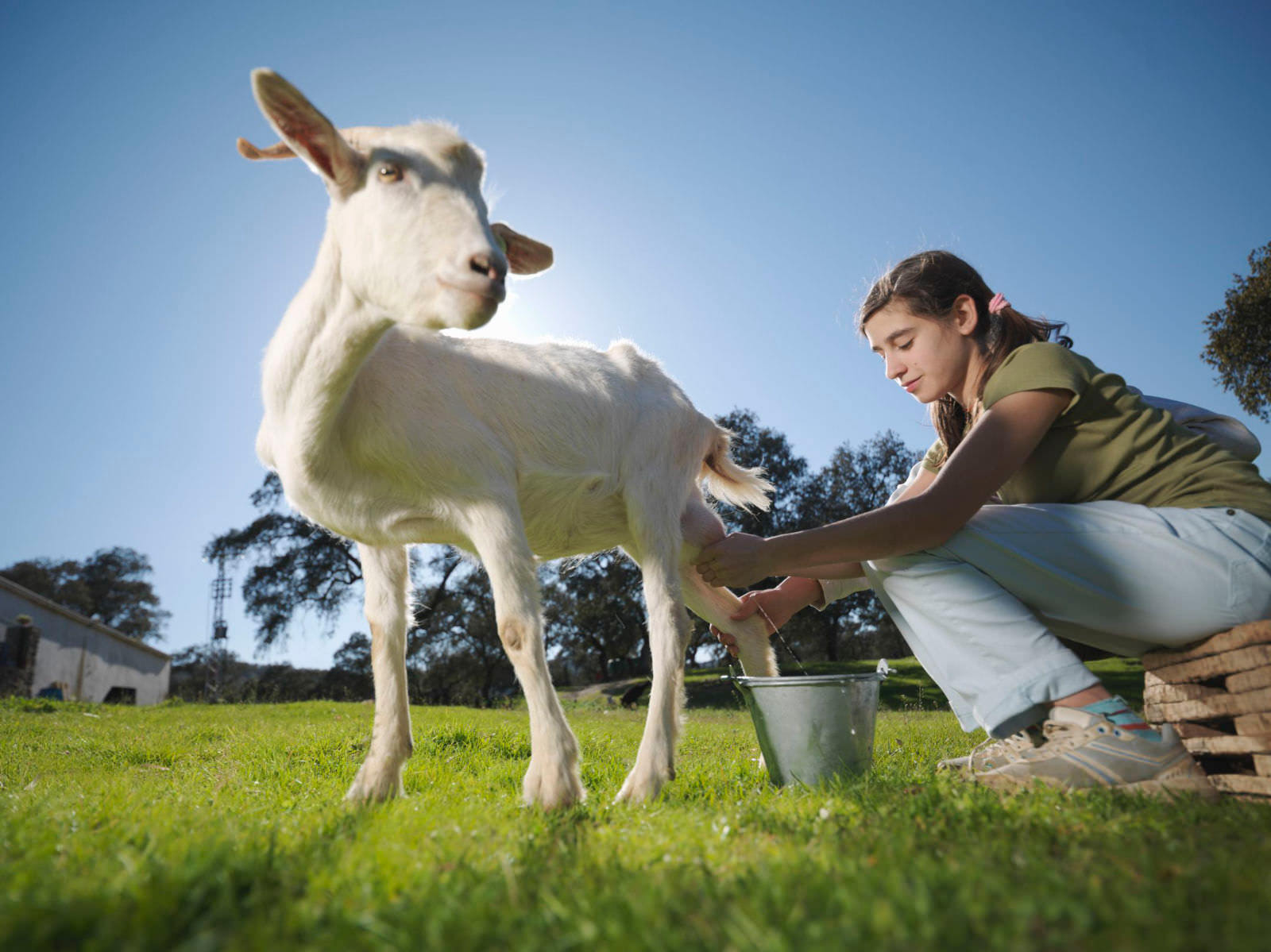 I 9 alimenti più sani (in assoluto) da dare al tuo cane