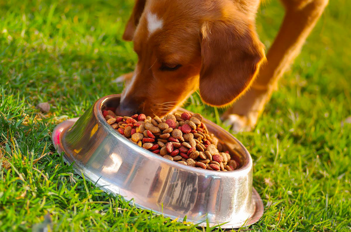 Cibo per cani: come scegliere una dieta sana ed equilibrata