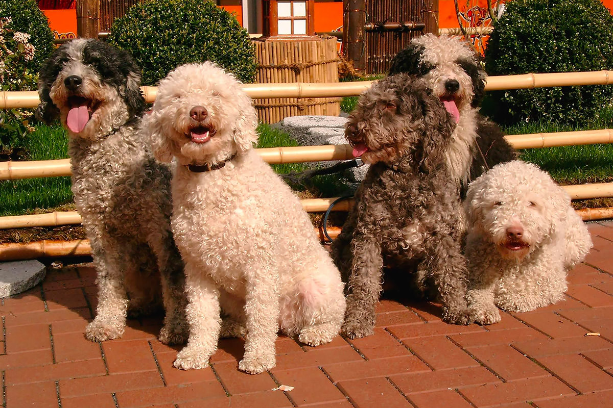 Razze di cane con i rasta! - Petyoo