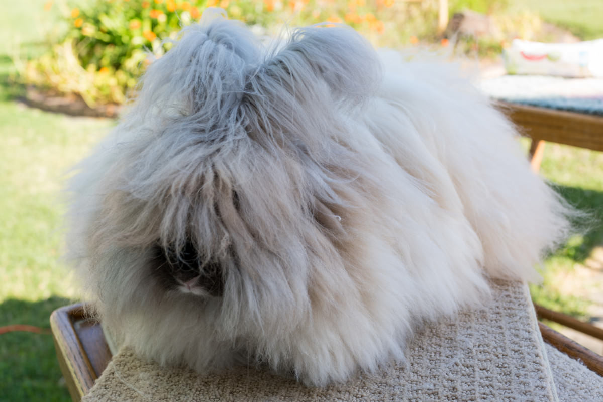 Coniglio d'Angora: come curare il pelo del tuo coniglio | Petyoo