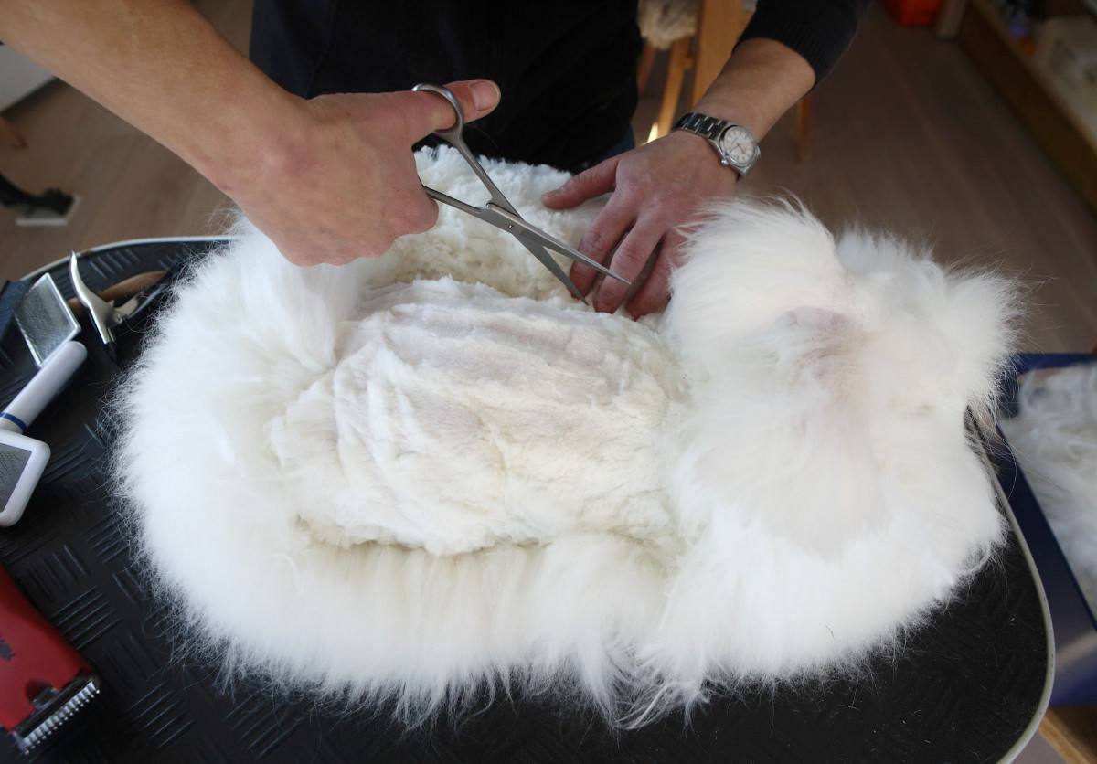 Coniglio d'Angora: come curare il pelo del tuo coniglio | Petyoo