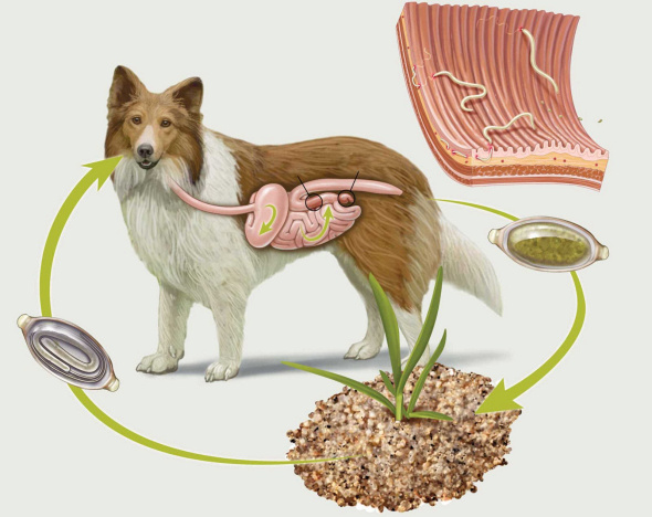 Vermi intestinali del cane: cosa fare (guida veterinaria)