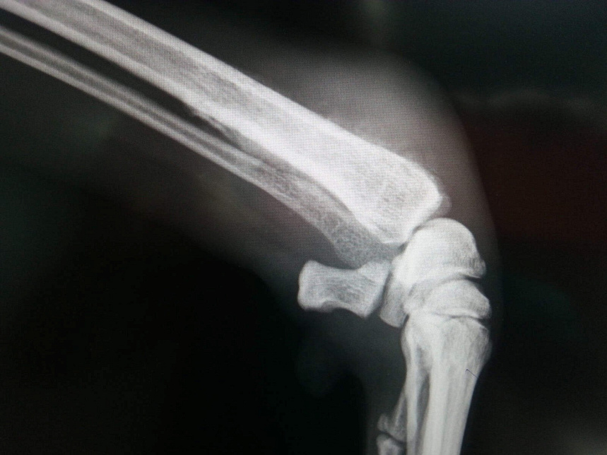 Osteosarcoma del cane: cause, sintomi e trattamenti | Guida VET
