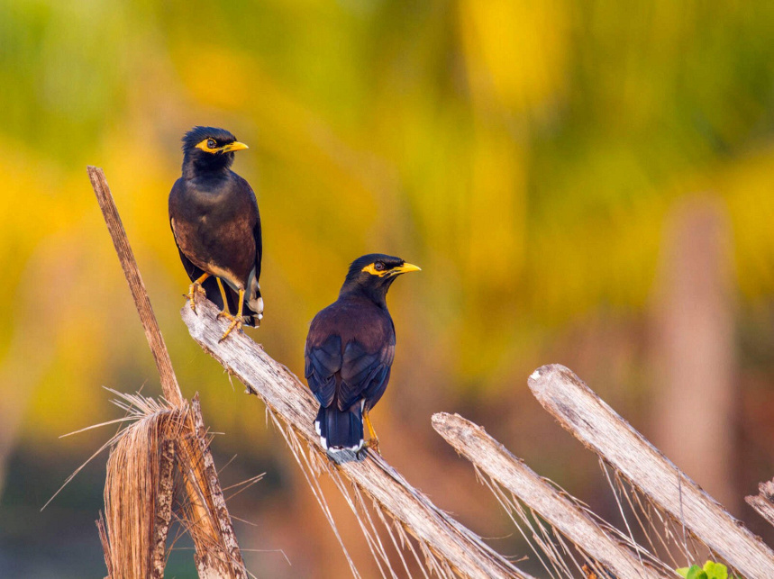 La riproduzione del Merlo indiano in cattività | Petyoo